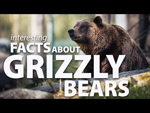 Interesting Facts about Grizzly Bears