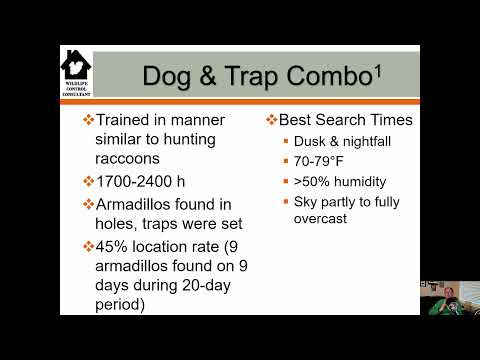 Capturing Armadillos with Dogs and Traps: A Promising Technique for Effective Wildlife Control