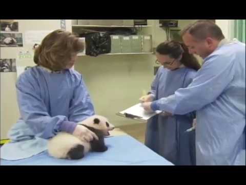 Name Giant Baby Giant Panda - Adorable!!! San Diego Zoo