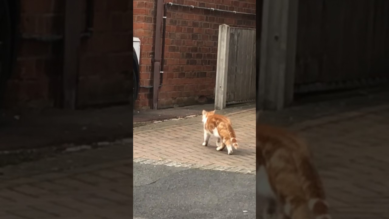 Hello cat #shorts #shortsfeed #fyp