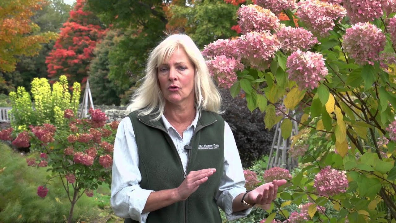 Pruning Hydrangeas
