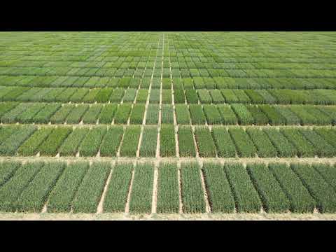 Texas A&M AgriLife Research wheat nursery in Bushland, TX