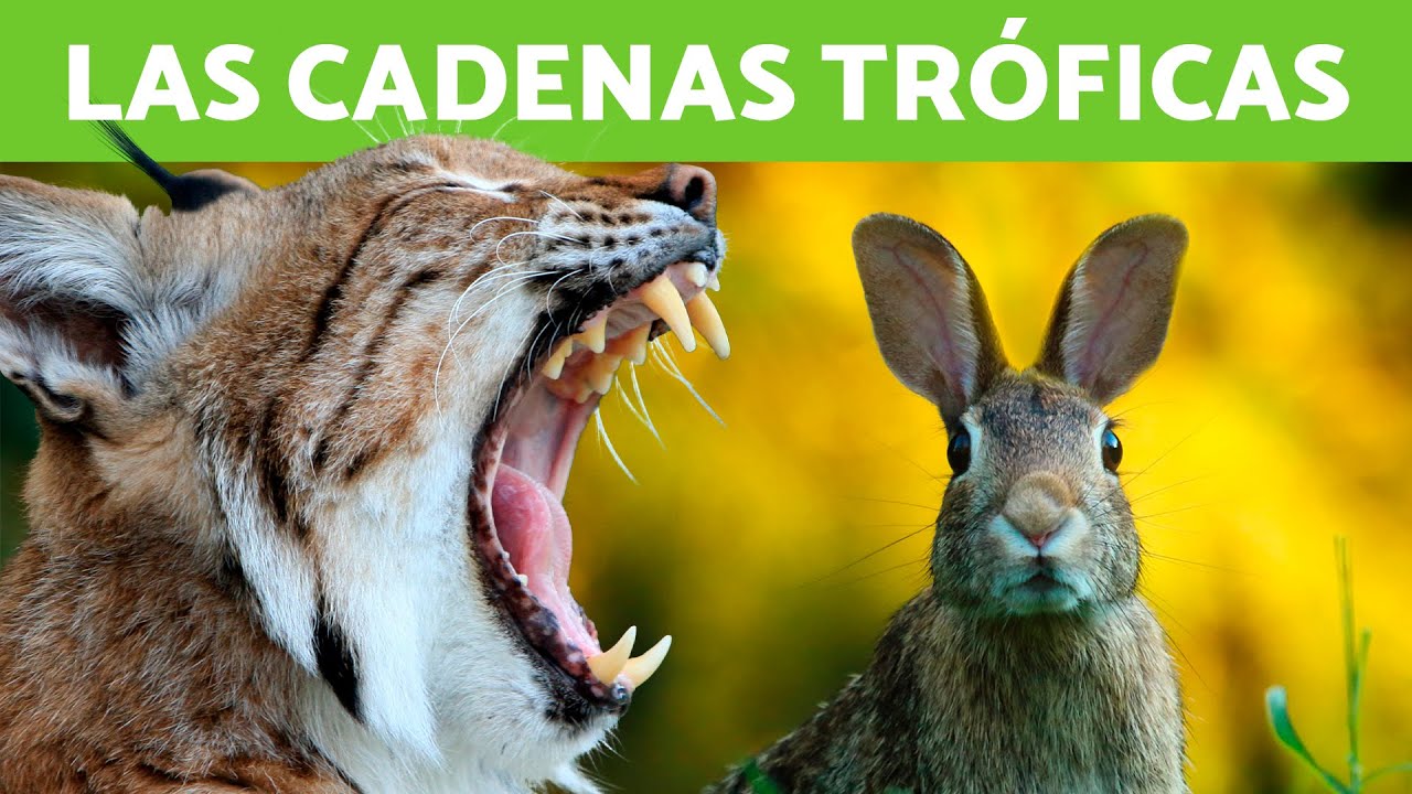 What is a FOOD CHAIN? 🐇🦌 (Types, EXAMPLES and Difference between FOOD CHAIN ​​and FOOD WEB)
