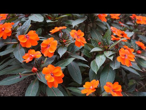 Orange New Guinea Impatiens flower Plant (Impatiens hawkeri)