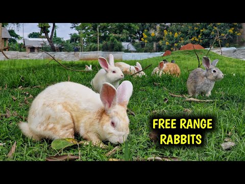 How I Raise Hundreds of Rabbits on FREE RANGE!