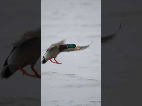 Mallard #hunting #duckcalling #duckhunters #duck #waterfowl #duckhunt #outdoors #callduck