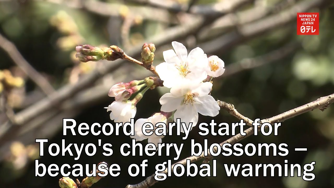 Record early start for Tokyo's cherry blossoms    because of global warming