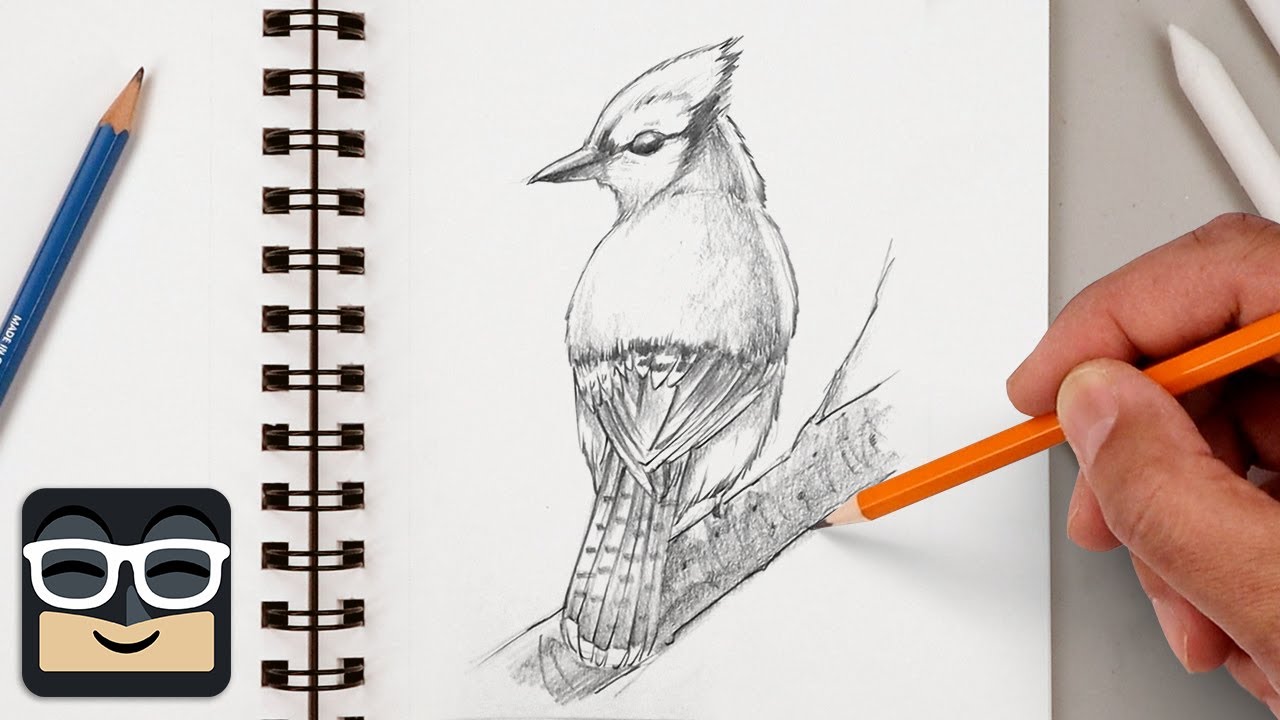 How to Draw a Realistic Bluejay | Step by Step Sketch Tutorial