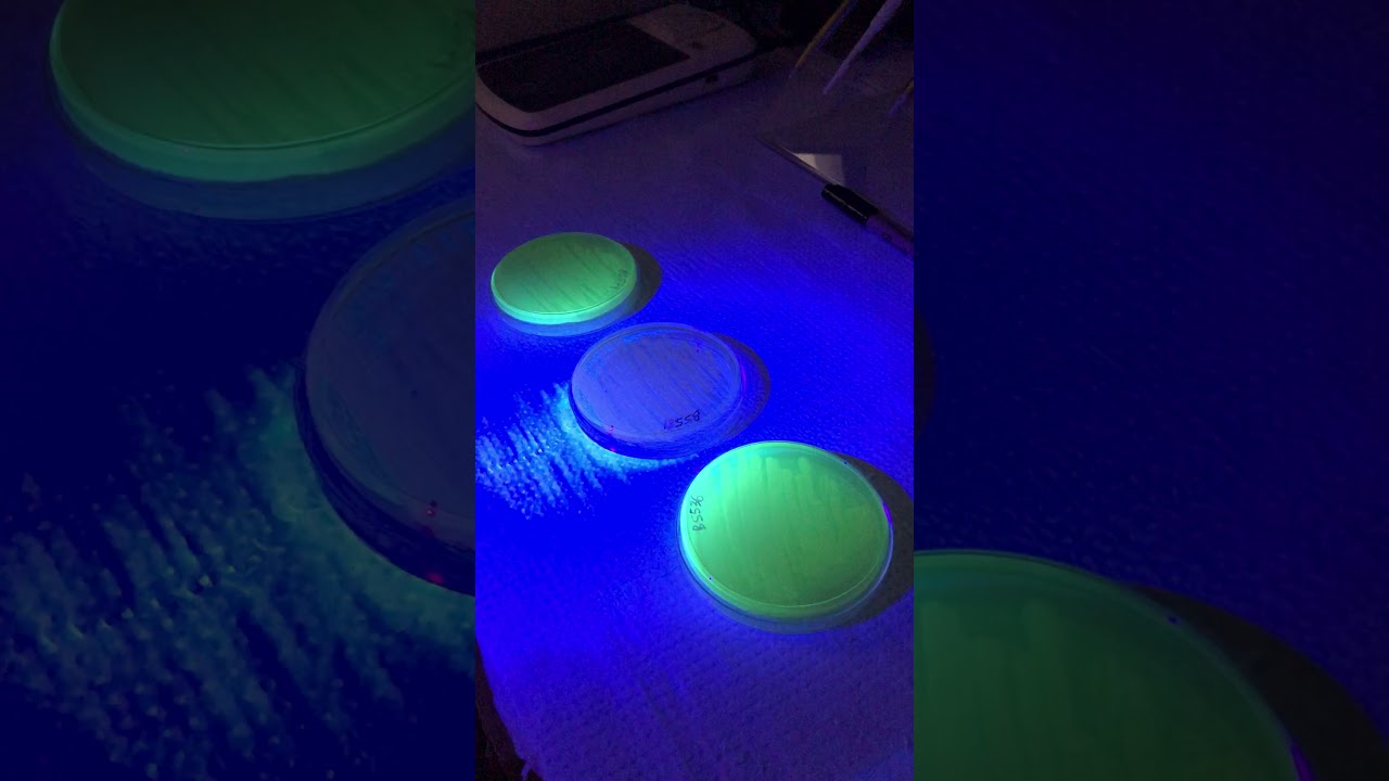 Fluorescent Pseudomonas