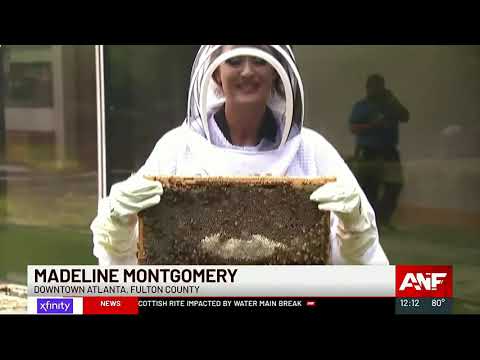 Georgia Power 'employees' bees as part of conservation project