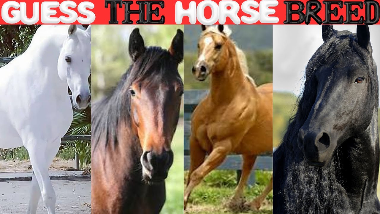 Guess the Horse Breed #1