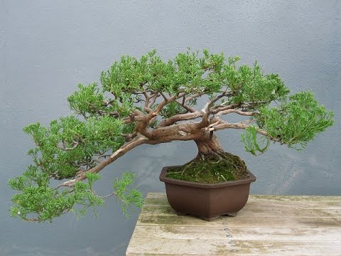 Juniperus Chinensis var. Sargentii part II