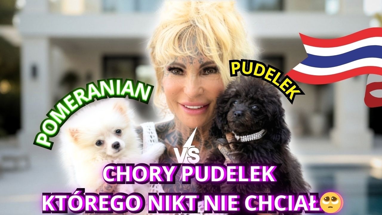 We bought a second dog because no one wanted one... 💔 (Poodle vs Pomeranian)