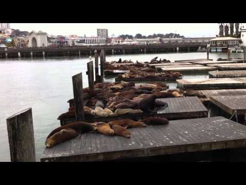 Steam Community :: Video :: SEA LIONS