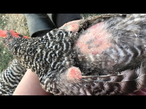 Don't let THIS happen to your chicken!