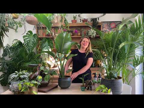 Strelitzia nicolai or white bird of paradise houseplant care tips from Happy Houseplants