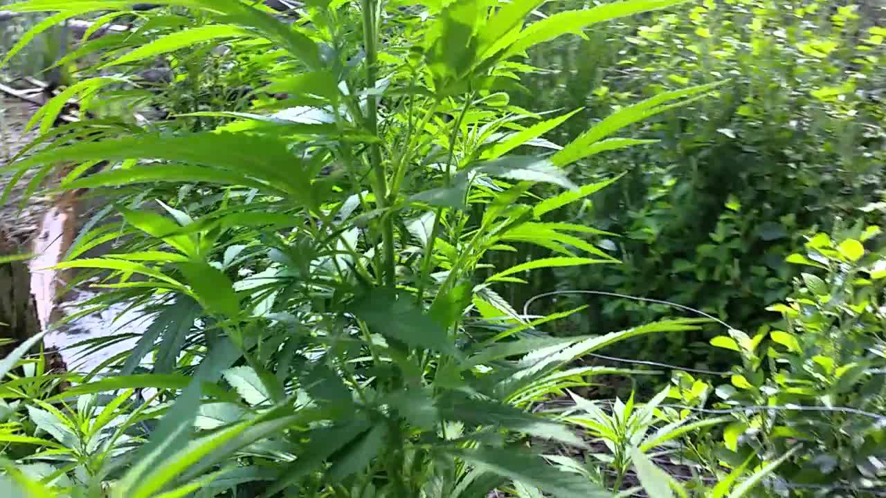 Outdoor Quickie