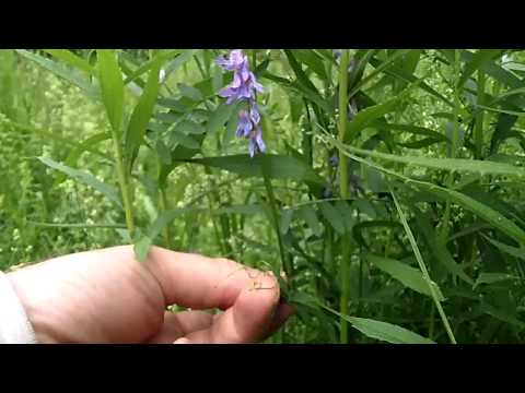 MyNature Apps; Identifying Cow vetch, Vicia cracca