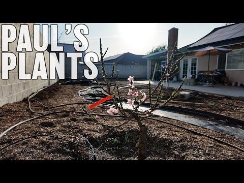 Paul’s Plants - Compost and Irrigation (Wifi Sprinklers!)