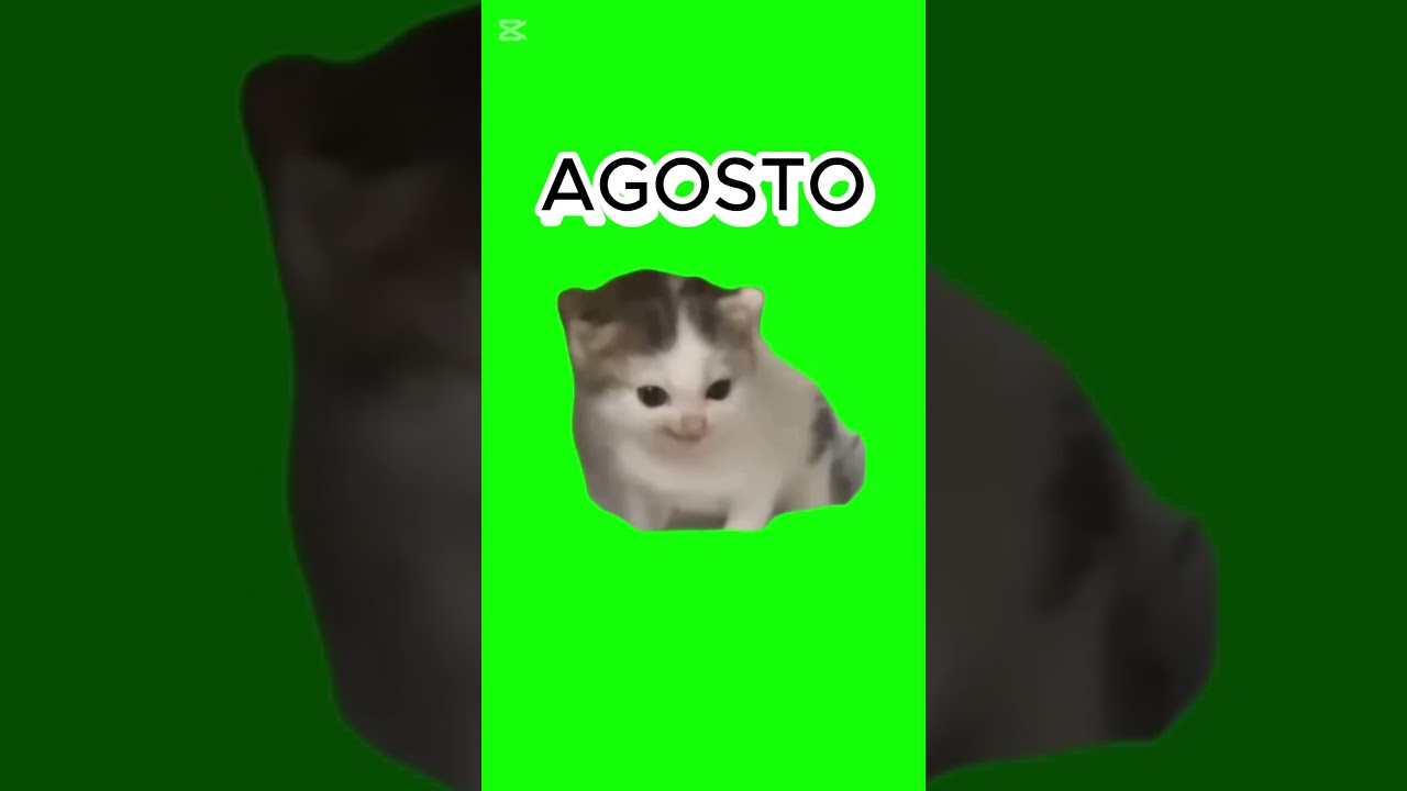 WHICH CAT ARE YOU ACCORDING TO YOUR BIRTH MONTH? #memes #cats #catmeme #humor