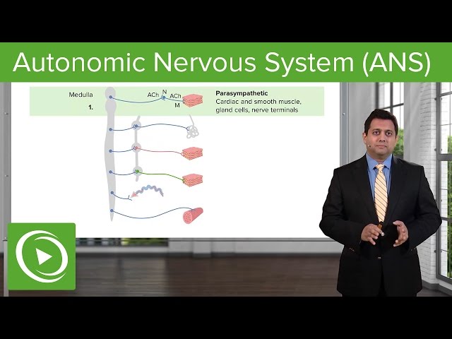 Understanding the Autonomic Nervous System: A Deep Dive into ...