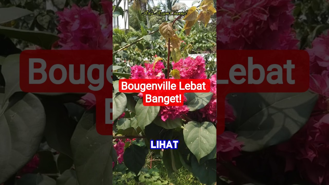 Bougenville Merah Muda Super Rimbun! Rahasia Mekar Lebat Sepanjang Musim 🌺 #viral #viralvideo #bunga