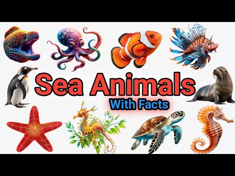 Sea Animal with Facts in Hindi and English। Water Animals Name।