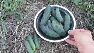 Огурец Алекс: отзывы, описание сорта, фото, видео, отзывы ...