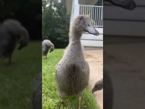 4 week old blue runner duck quacking (female) #shorts #duck #outside #fyp #loud #cute #baby