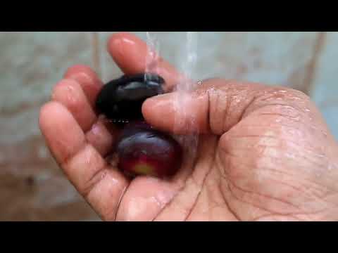 Jamun, Syzygium cumini, or Java fruit (indian blackberry) seasonal fruit (short documentary film) US