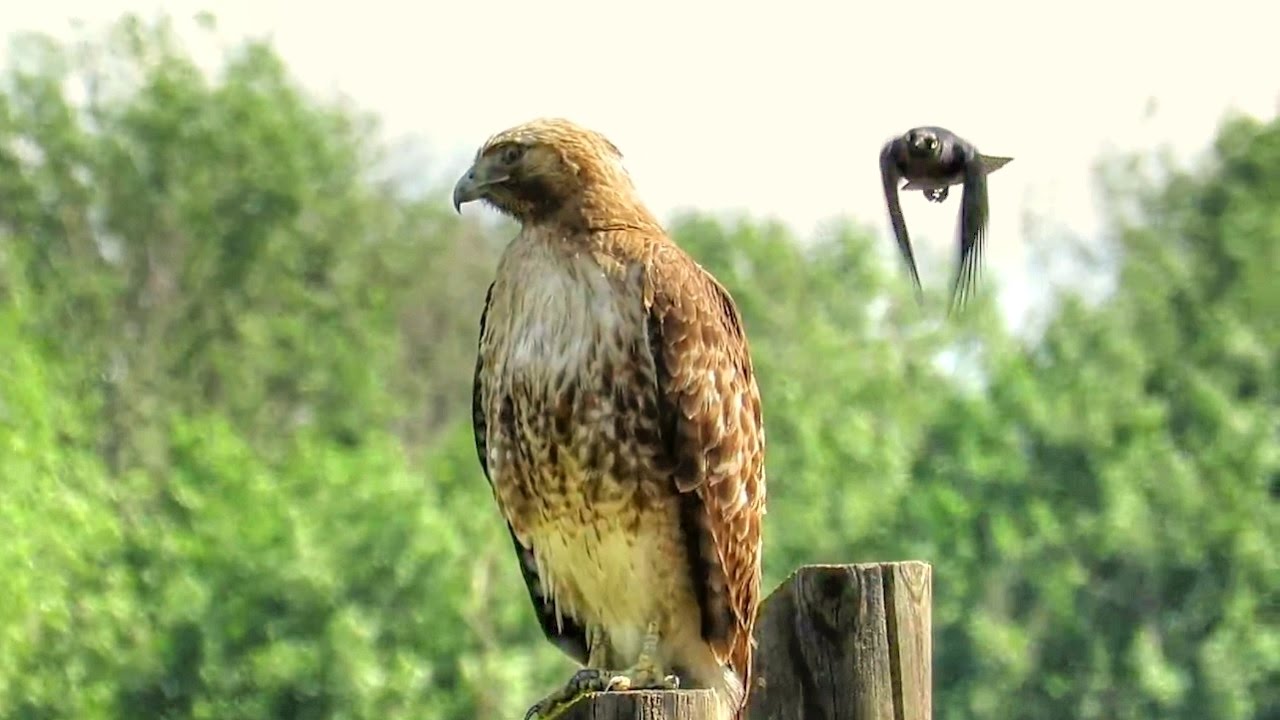 Grackle Versus Red Tailed Hawk