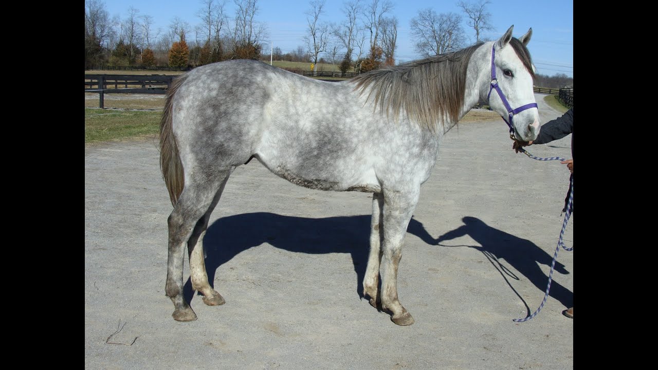 Dappled Grey Quarter Horse For Sale