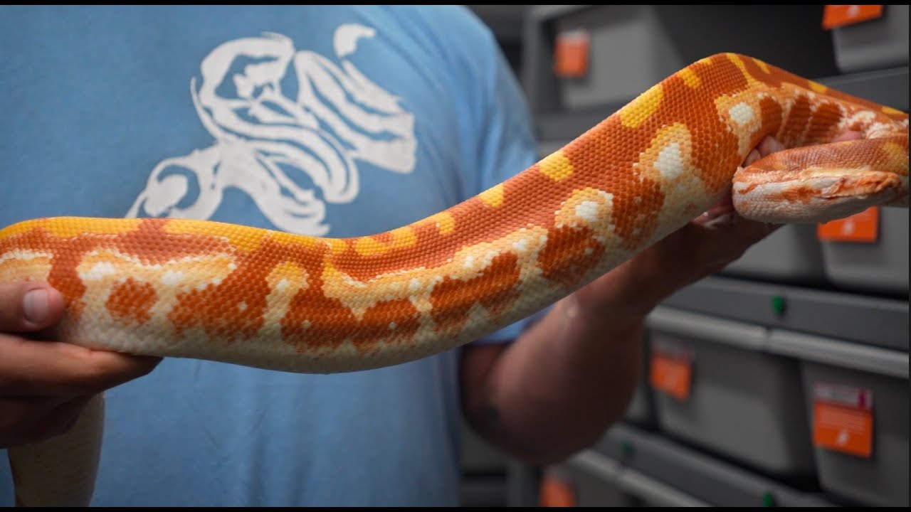 the MISUNDERSTOOD Blood Python