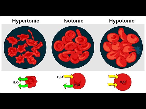 Tonicity(Biology)
