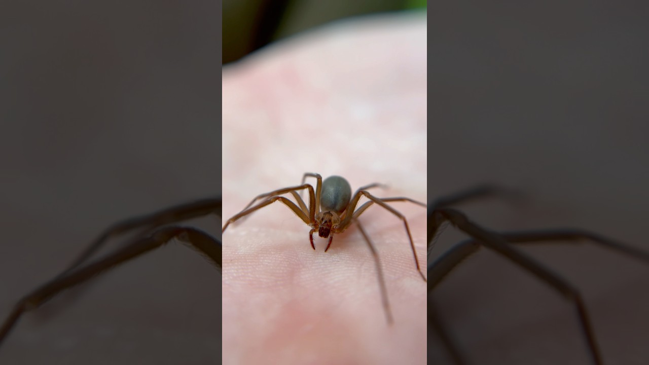 How DEADLY Is The BROWN RECLUSE REALLY? #spider #spiders #arachnids
