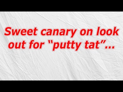Sweet canary on look out for putty tat (CodyCross Crossword Answer)