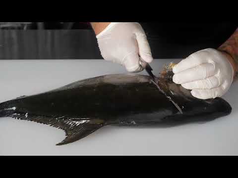 Test Kitchen: King Kampachi