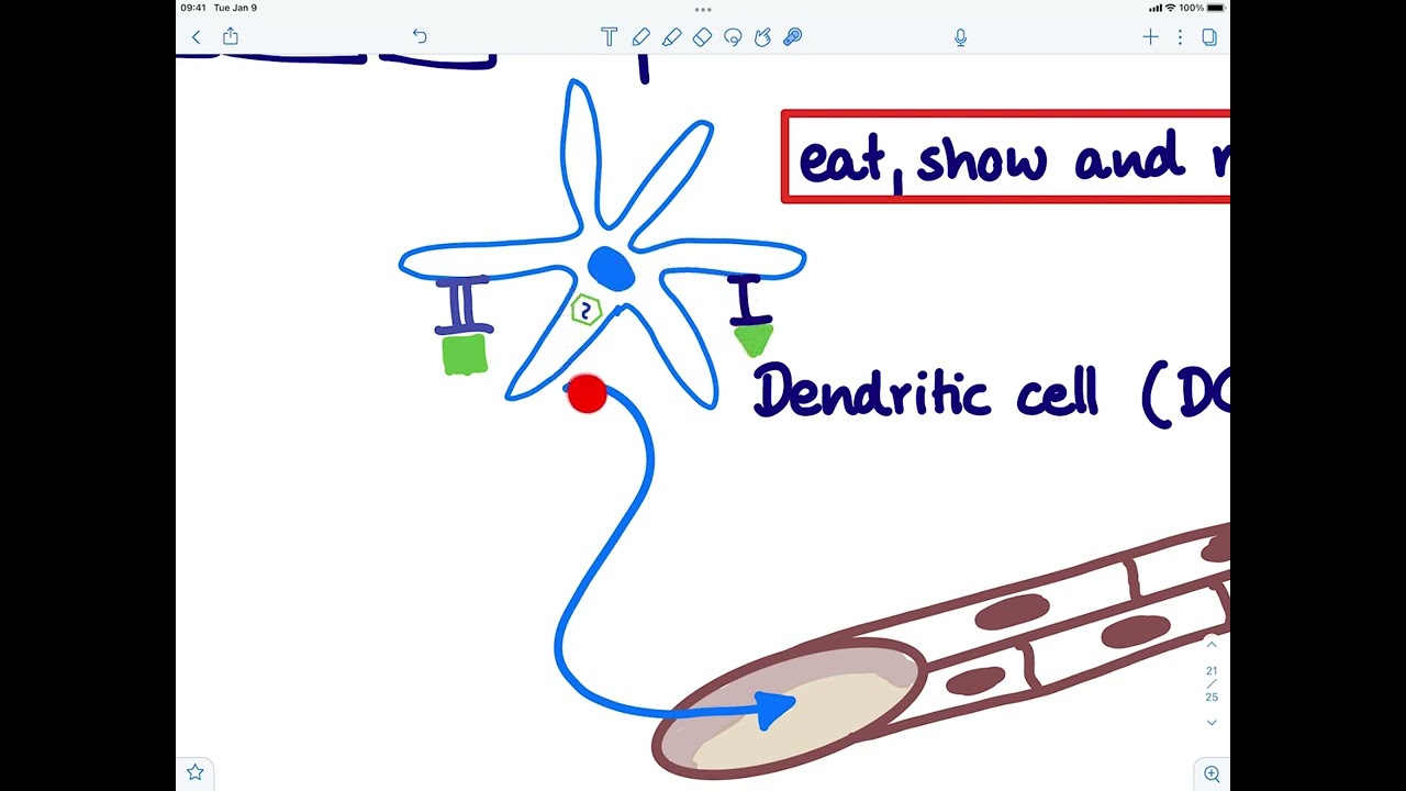 Brandl's Basics: Cross Presentation