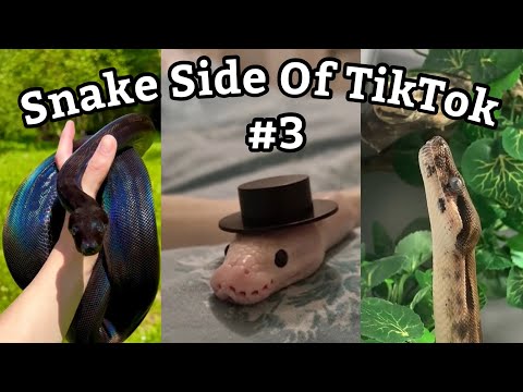 Snake Side Of TikTok #3