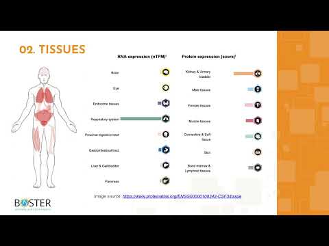 Learn CSF3/G-CSF in 3 minutes | Granulocyte colony-stimulating factor