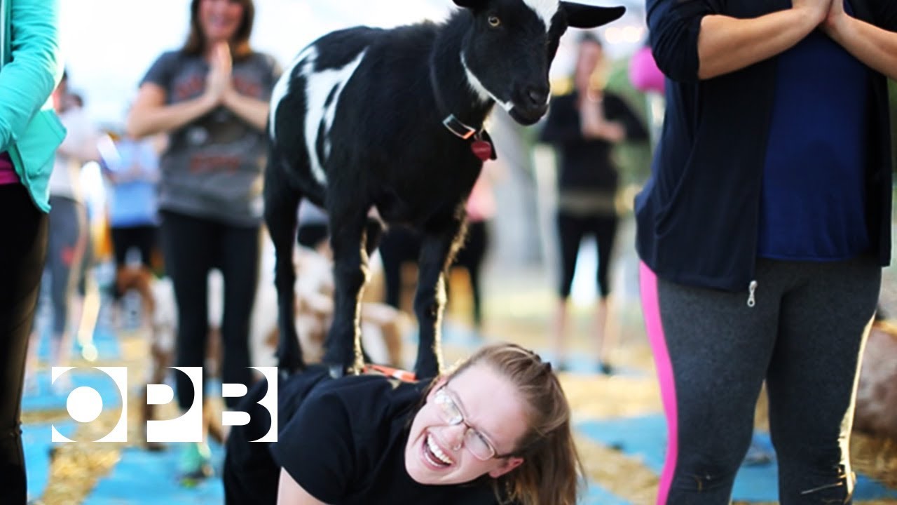 Goat Yoga Goes Viral