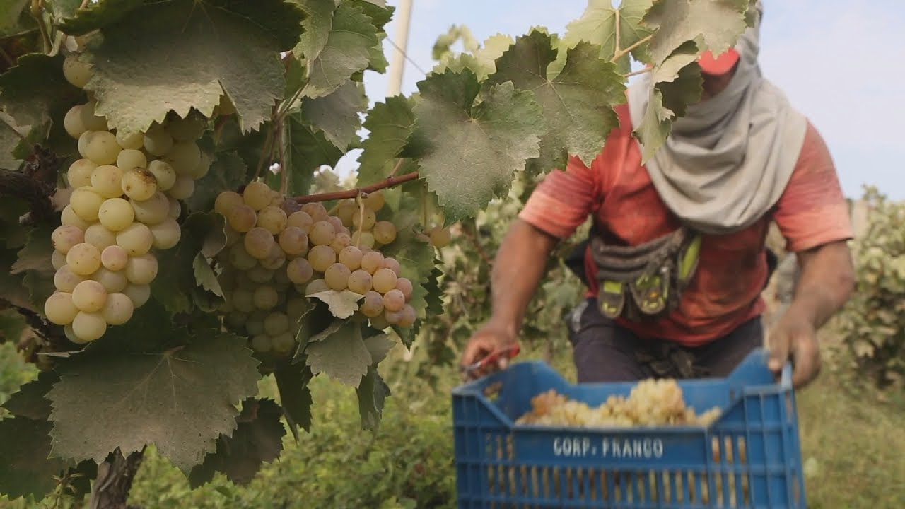 Pisco: The national drink of Peru andChile