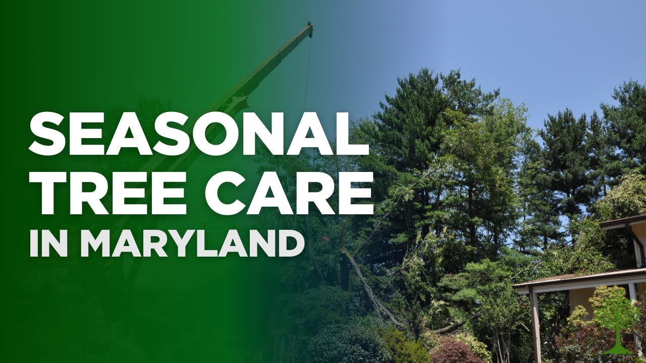 Seasonal Tree Care Tips in Maryland