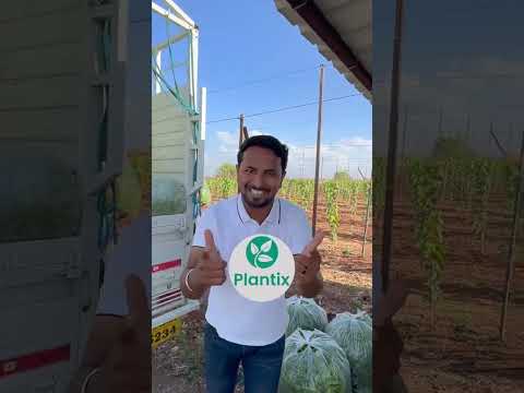 Plantix App-All In One #agriculture #biology #farming #earning #kheti #kishan #farmers #plants