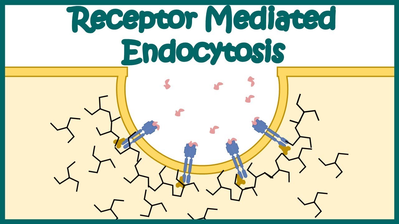 Receptor mediated endocytosis | Detailed Animation on Receptor-mediated Endocytosis| Endocytosis