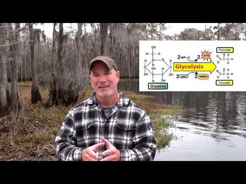 Cellular Respiration Part 1: Why respiration is important and glycolysis