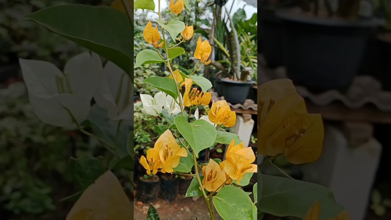 Keindahan bunga bougenville dari beberapa ID #tanamanhias#bougenville#tanamanoutdoor #plants#nature