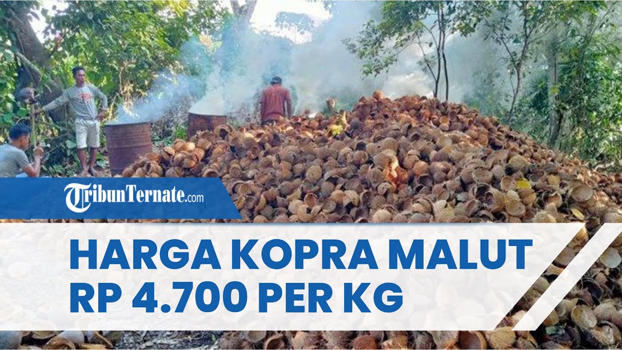 Harga Kopra Maluku Utara, 18 Oktober 2022: Di Halmahera Utara Dijual Rp ...