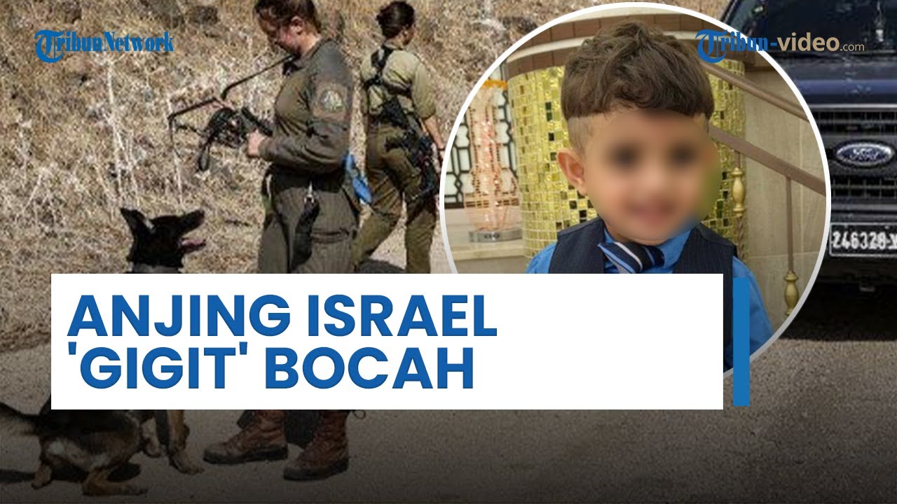 Anjing Penyerang Pasukan Israel Dikabarkan Gigit Brutal Bocah 4 Tahun ...