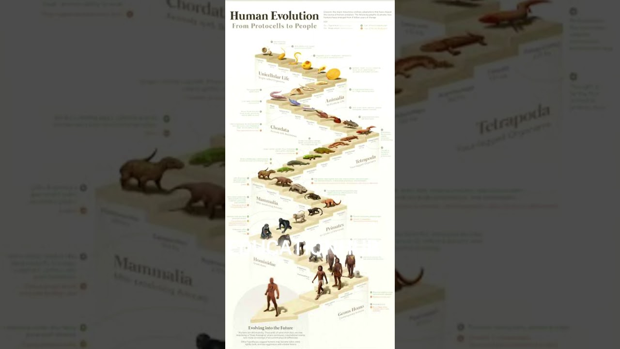 Human evolution  ll Human evolution life ll #beats #remix #music #anatomy #biology #science